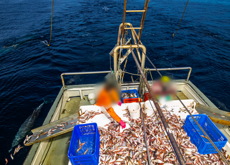 Can bottom trawl fishing be sustainable in Australia? - GoodFish